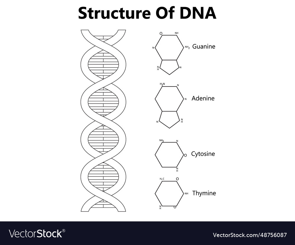 Scientific icon spiral of dna and rna Royalty Free Vector