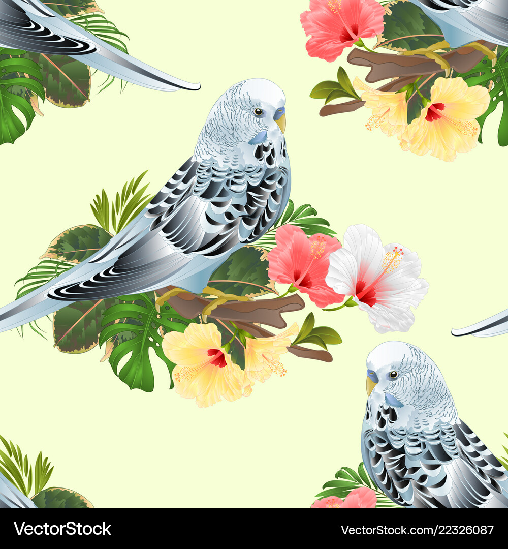 Seamless texture budgerigar home pet blue pet Vector Image