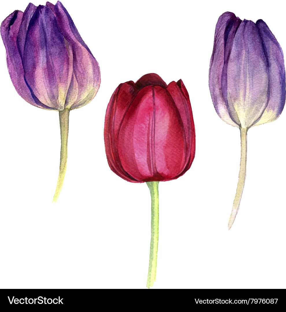Watercolor pink tulip Royalty Free Vector Image