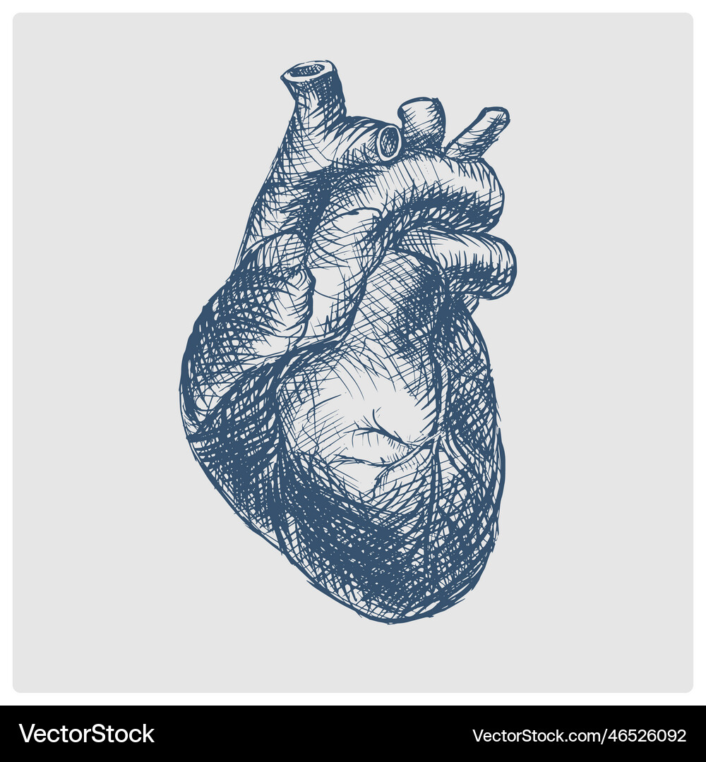 Heart hand drawn blue sketch Royalty Free Vector Image