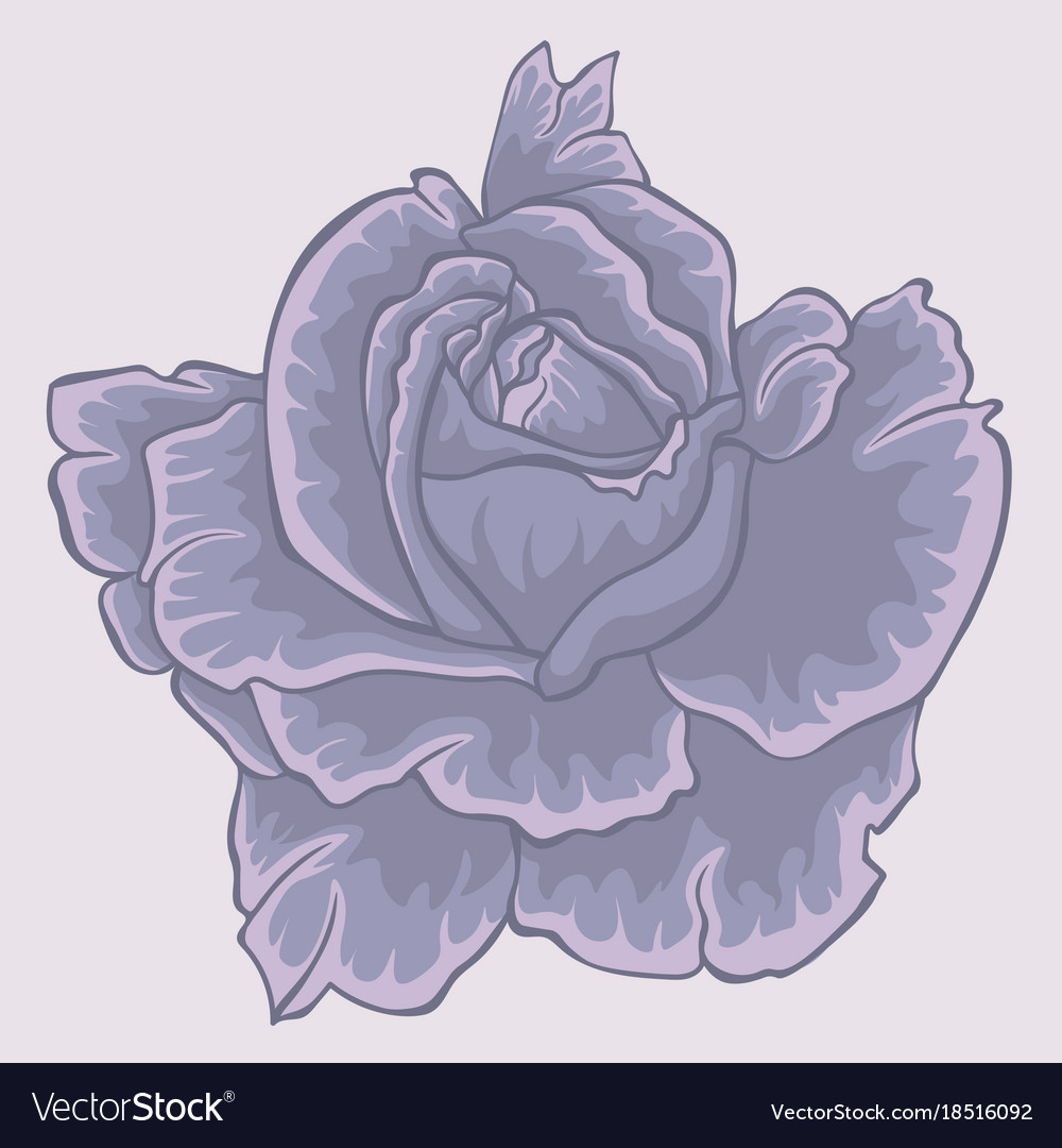 Violet rose isolated flower isolated rose Vector Image