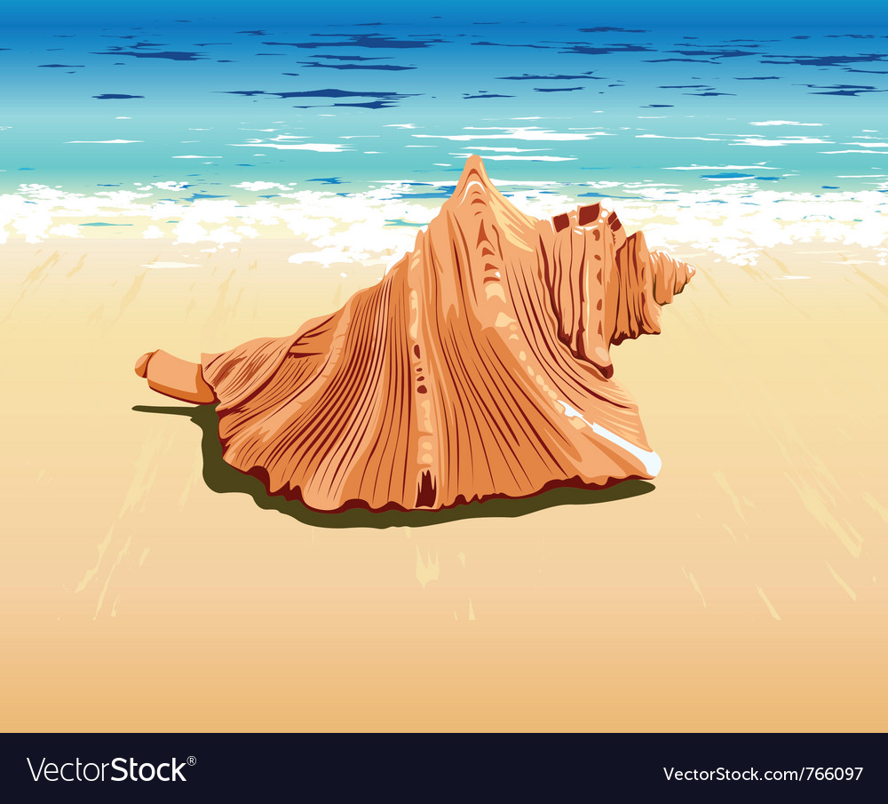 Shell at beach Royalty Free Vector Image - VectorStock