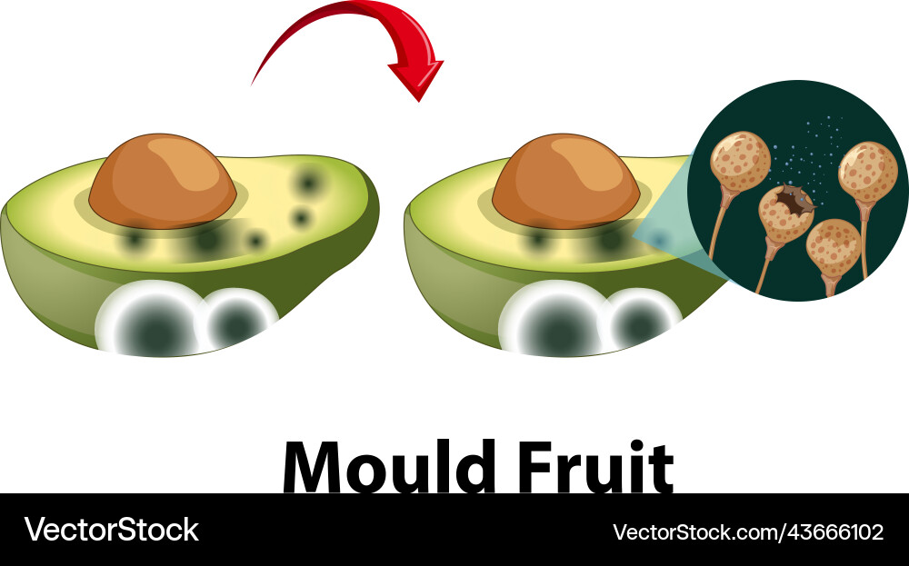 Inedible decomposed avocado with mould Royalty Free Vector
