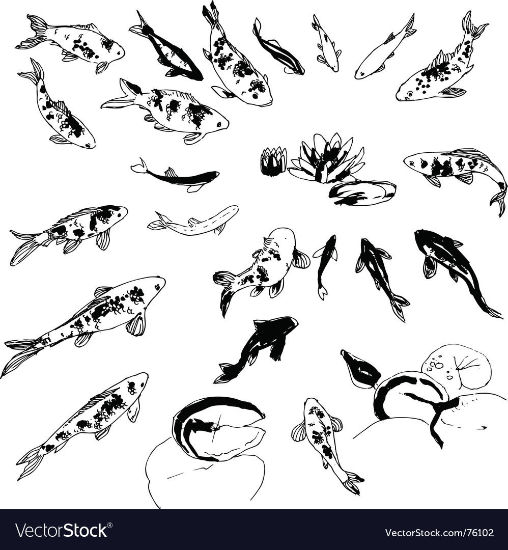 Koi Royalty Free Vector Image - VectorStock