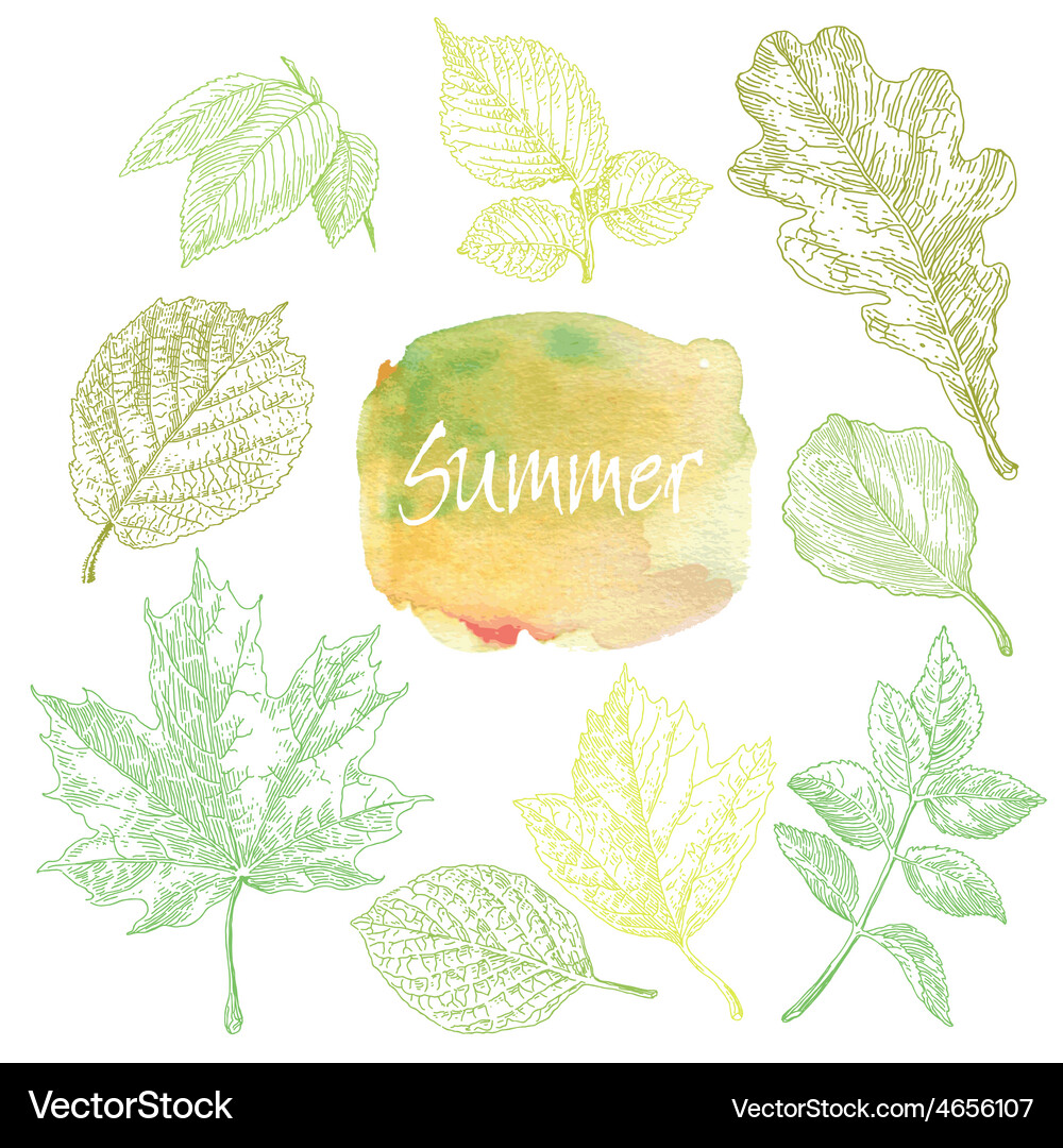 Collection highly detailed hand drawn leaves Vector Image