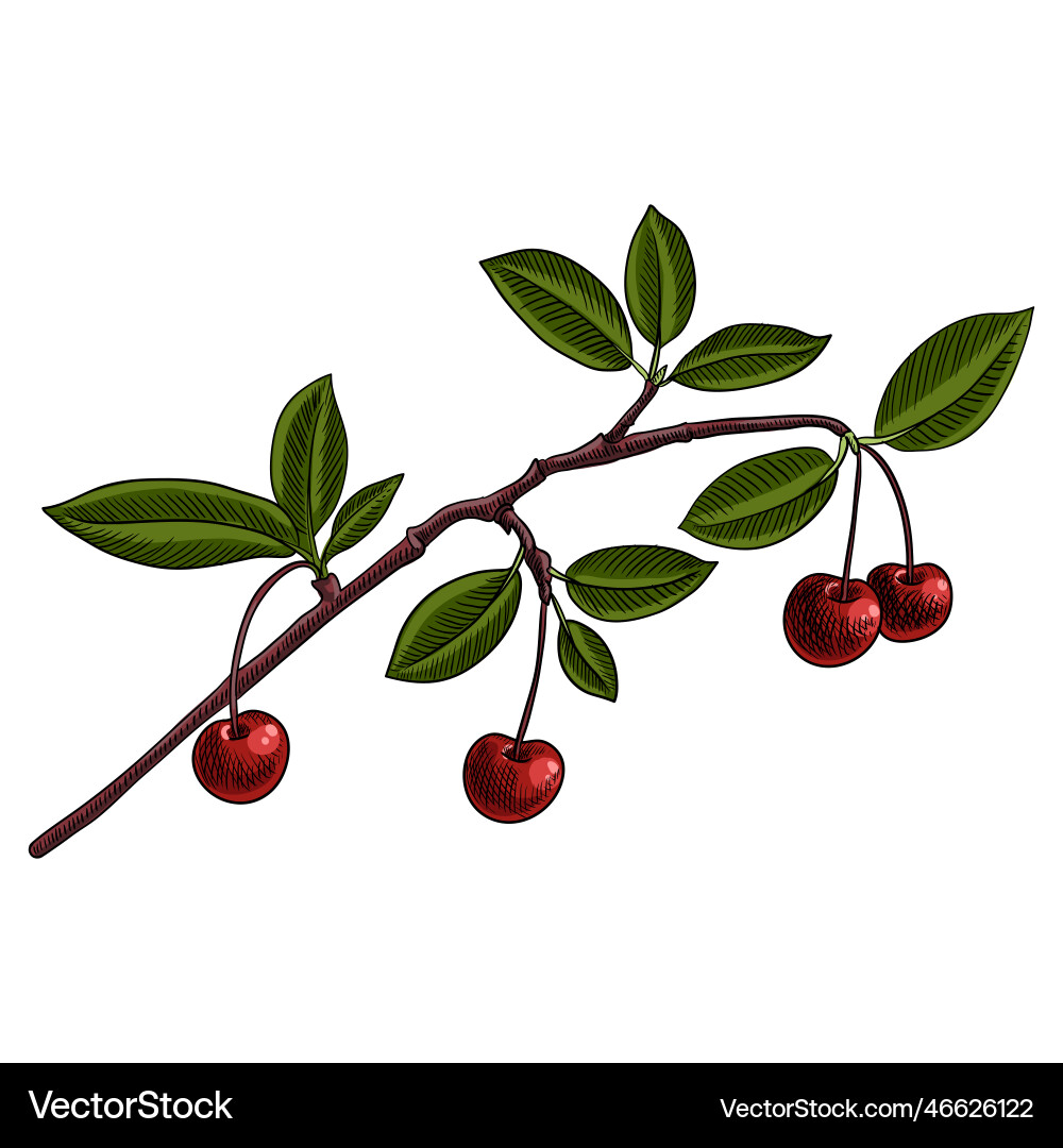 Drawing branch of cherry Royalty Free Vector Image