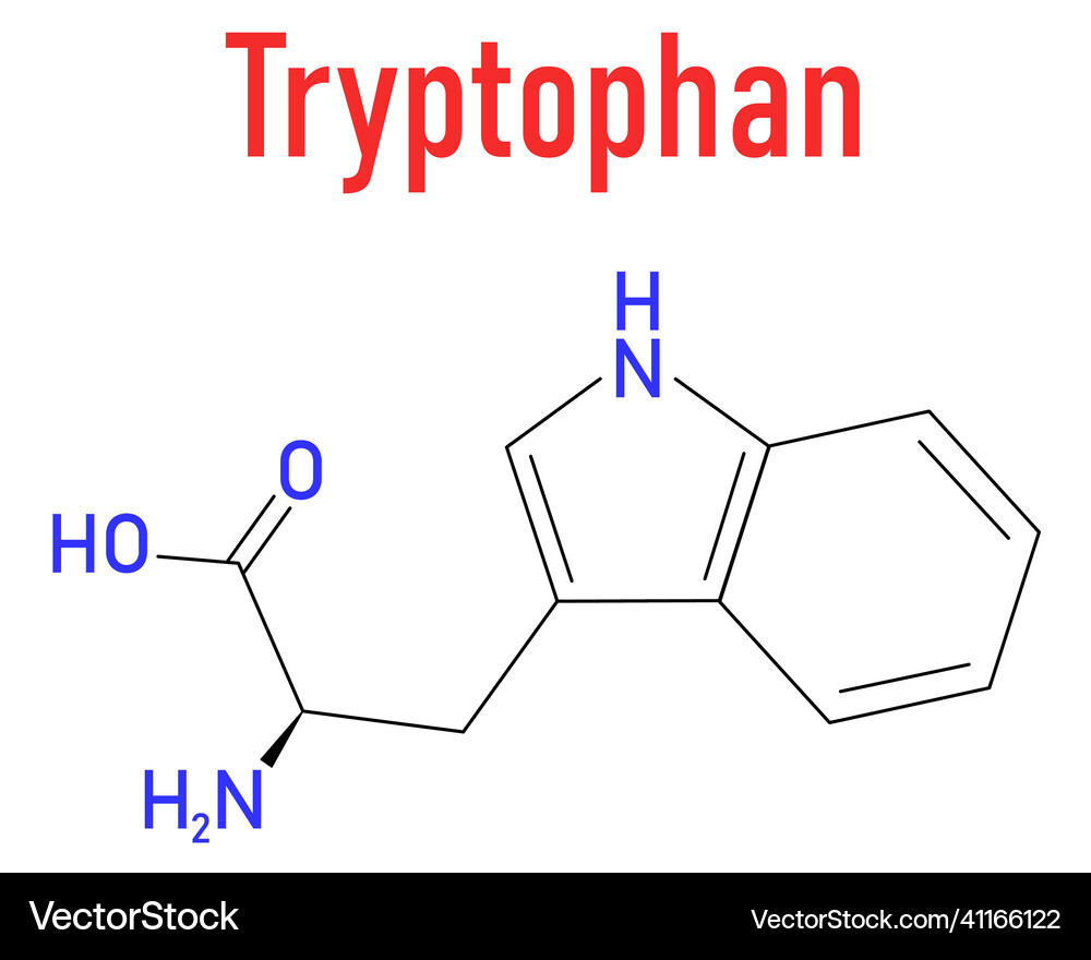 Tryptophan amino acid molecule skeletal formula Vector Image
