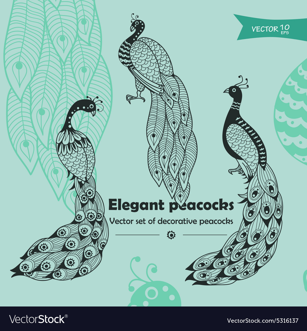 Peacocks Royalty Free Vector Image - VectorStock