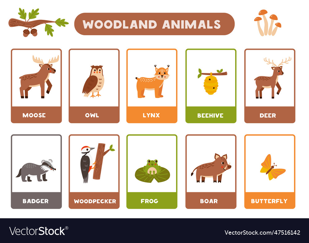 Cute cartoon woodland animals with names Vector Image