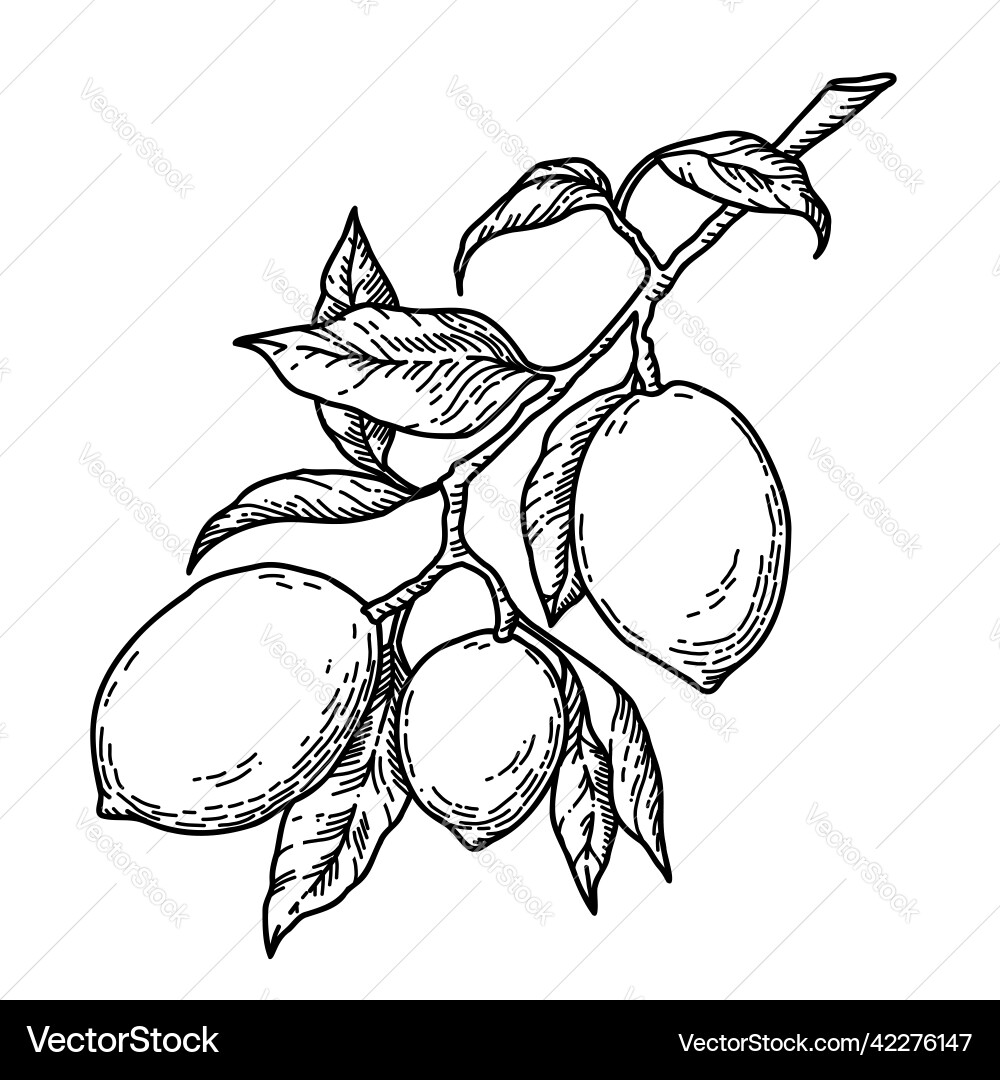 Drawing of lemon branch Royalty Free Vector Image