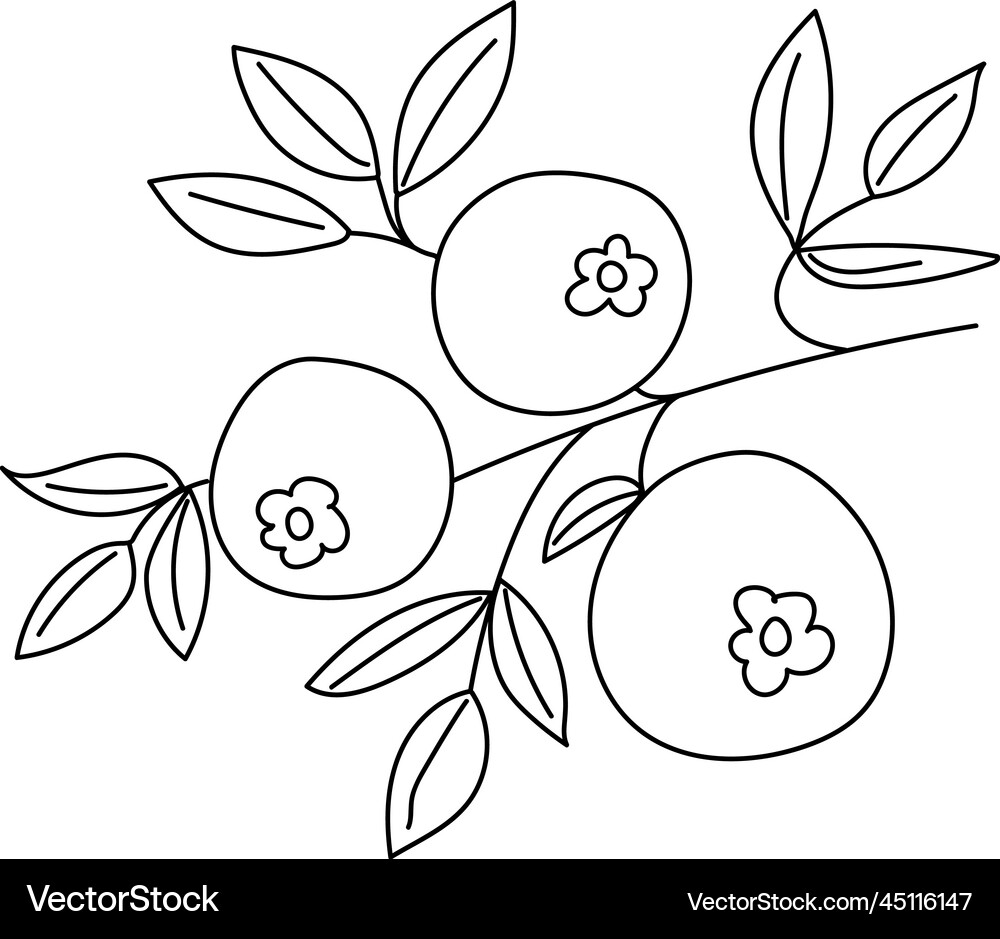 Outline of a branch Royalty Free Vector Image - VectorStock