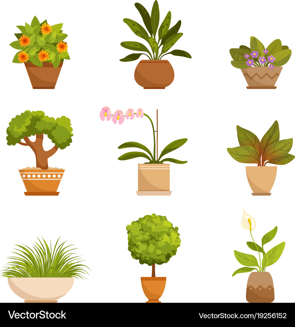 House plants decorative flowers indoors Royalty Free Vector