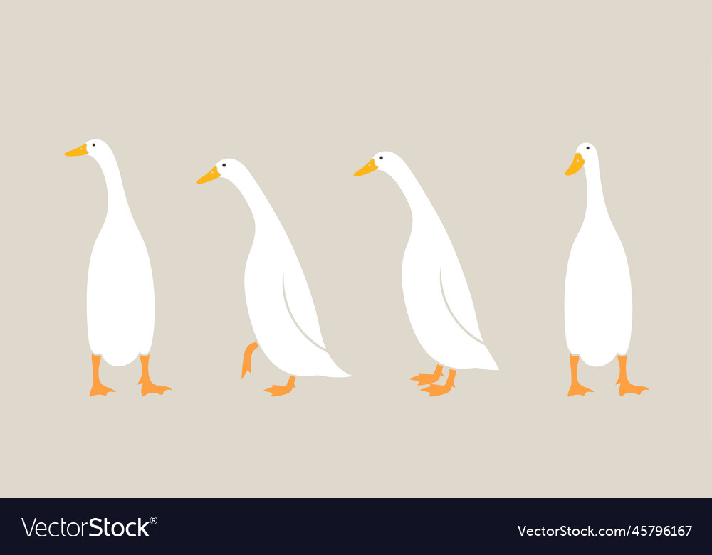 Indian runner ducks Royalty Free Vector Image - VectorStock
