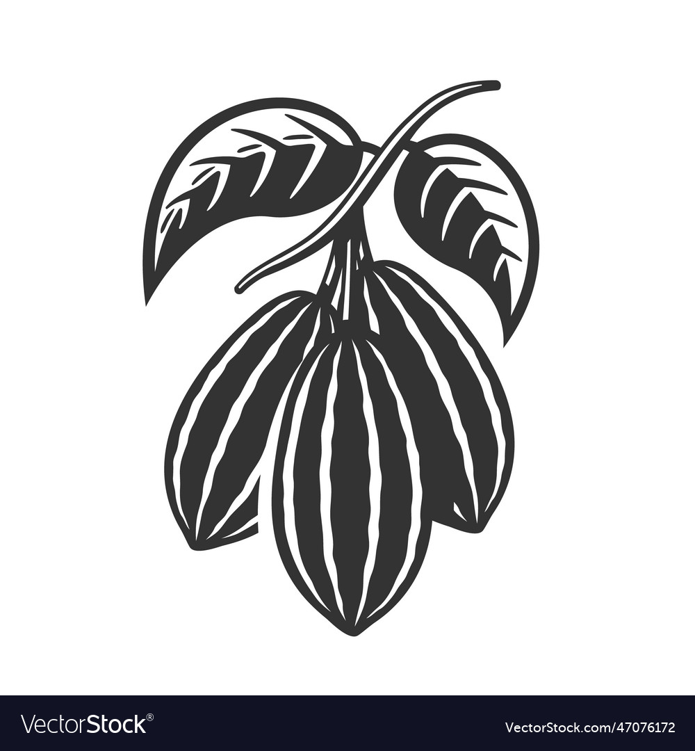 Cocoa Pod Royalty Free Vector Image Vectorstock