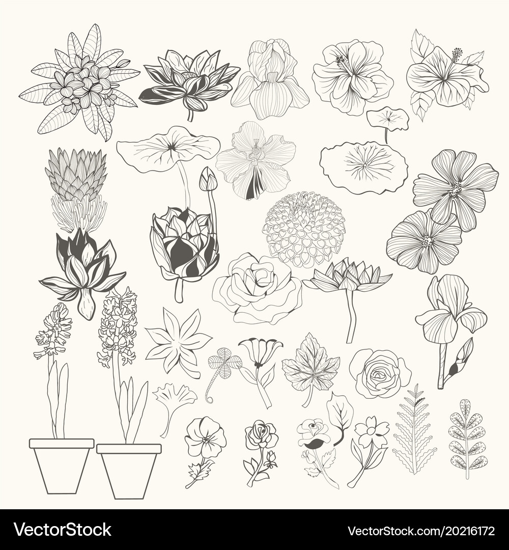 Design element flowers and leaves line art Vector Image