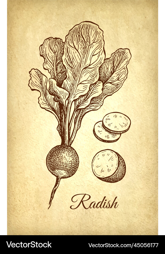 Radish and slices ink sketch Royalty Free Vector Image