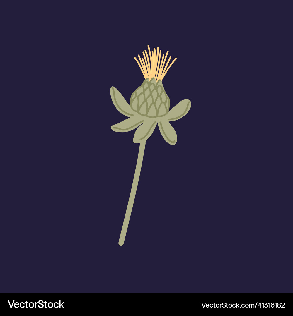 Safflower herb blooming wild flower on stem dry Vector Image