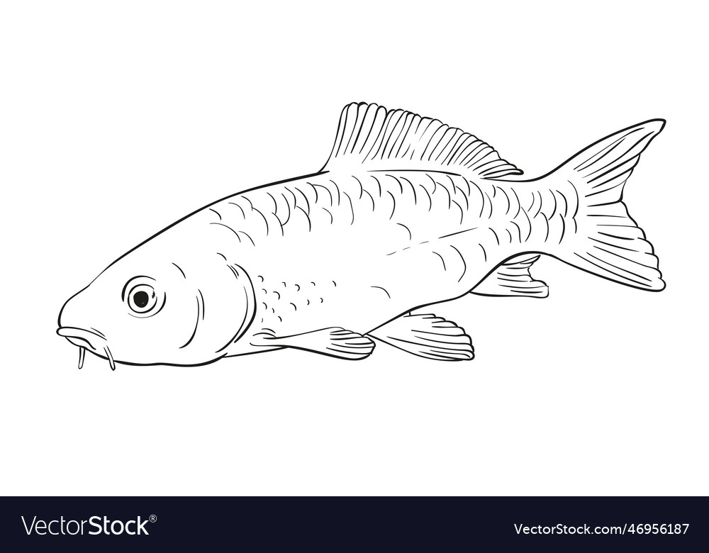Fish Royalty Free Vector Image - VectorStock