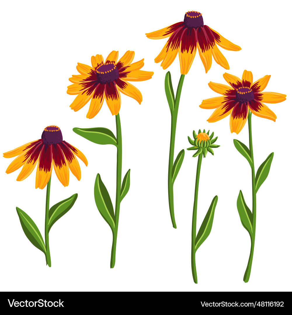 Drawing garden flowers coneflowers Royalty Free Vector Image