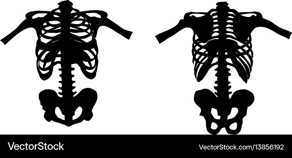 Part of skeleton front and rear Royalty Free Vector Image
