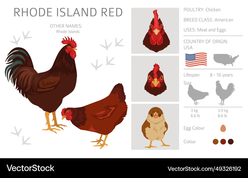 Rhode Island Red Chicken - Clipart Royalty Free Vector Image