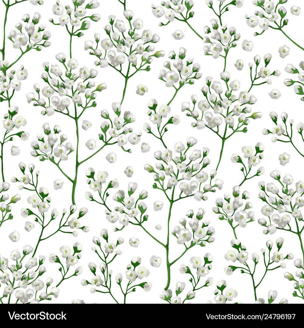 Seamless pattern with gypsophila flowers Vector Image