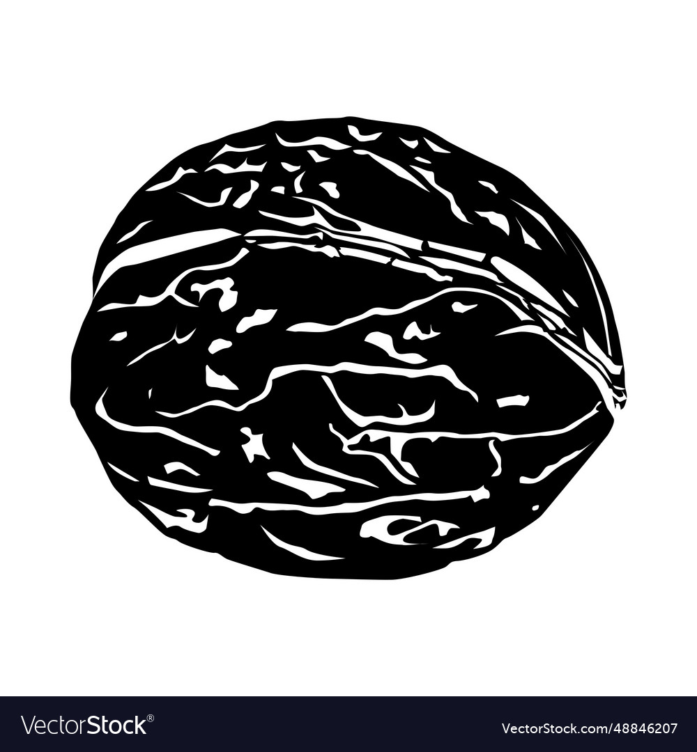 Walnut realistic Royalty Free Vector Image - VectorStock