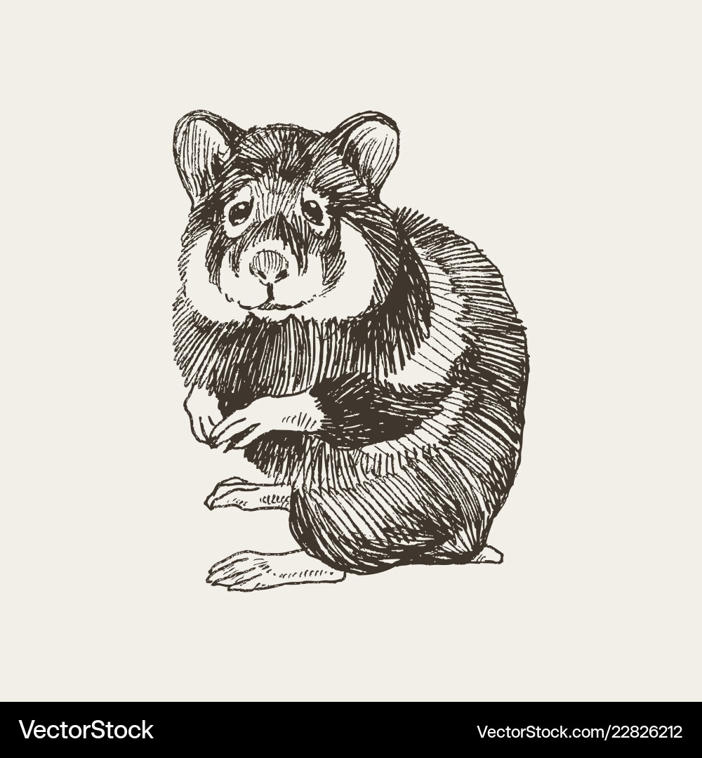Hand drawn of a cute hamster Royalty Free Vector Image