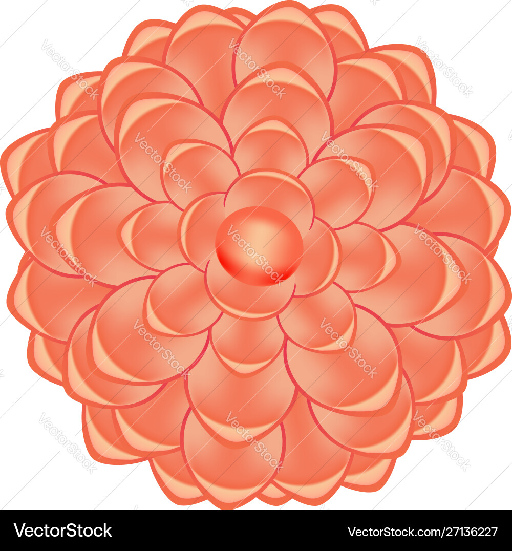 Spring red camellia icon cartoon style Royalty Free Vector