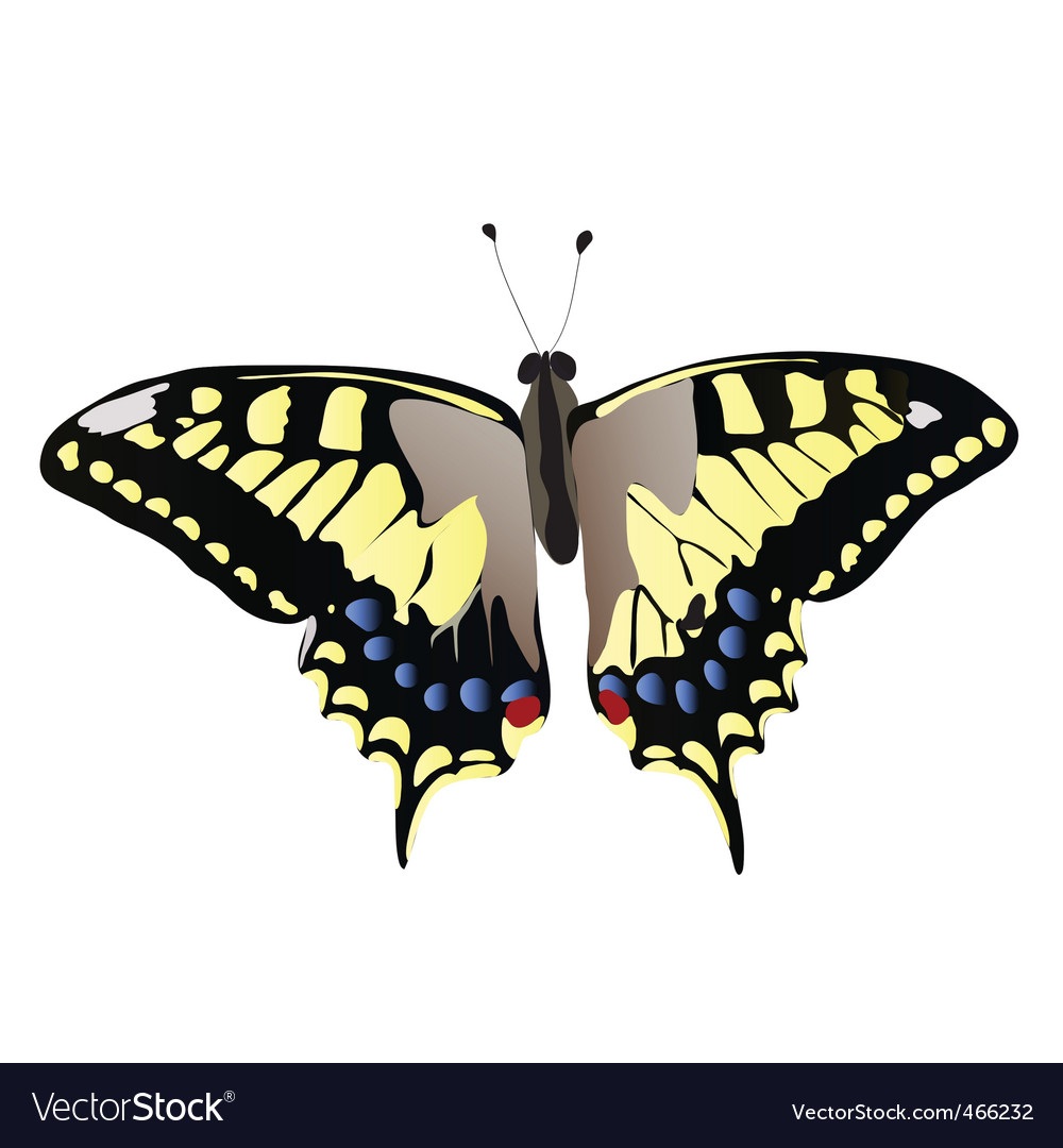 Butterfly Royalty Free Vector Image - VectorStock