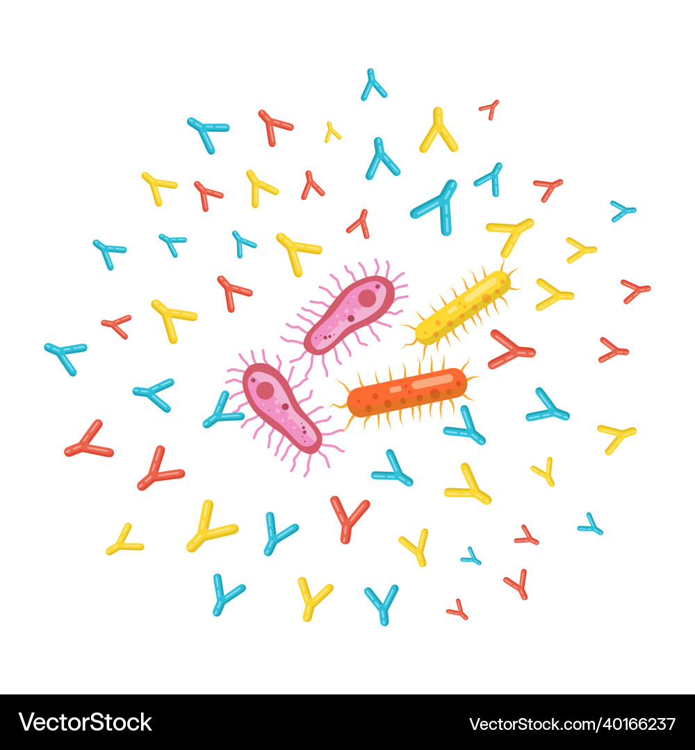 Antibodies attacking bacteria for protect the body