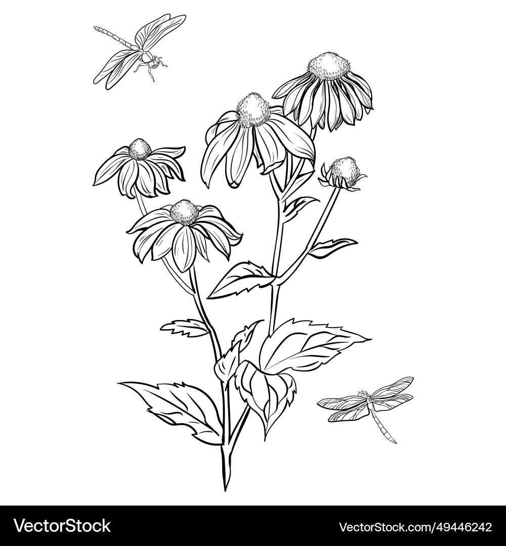 Rudbeckia flower drawing dragonfly Royalty Free Vector Image