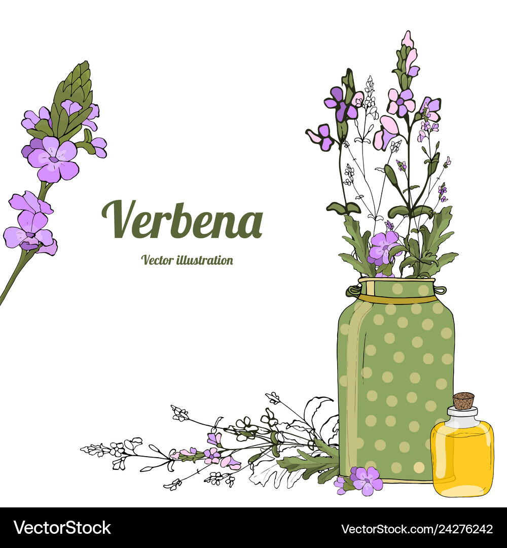 Template verbena 2 Royalty Free Vector Image - VectorStock