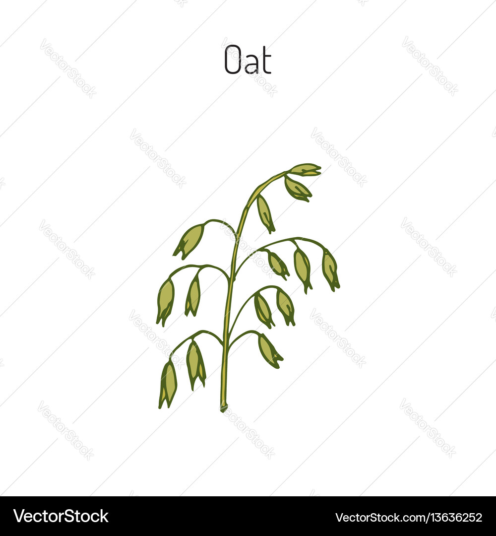 Hand drawn oats ears sketch Royalty Free Vector Image