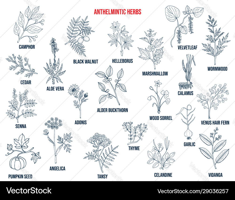 Anthelmintic or antihelminthic herbs collection Vector Image