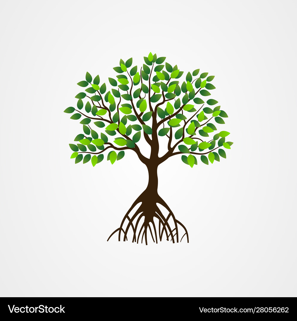 Mangrove tree with roots and green leaves Vector Image