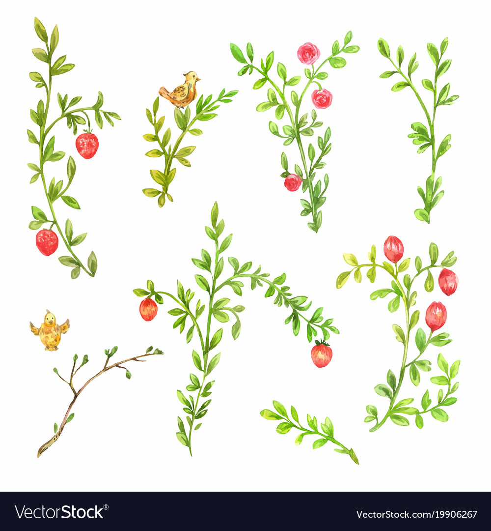 Green spring branches with pink flowers isolated Vector Image