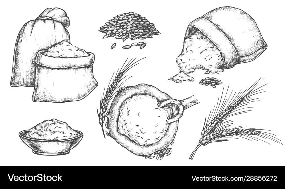 Set isolated sketch wheat grain and spikes Vector Image