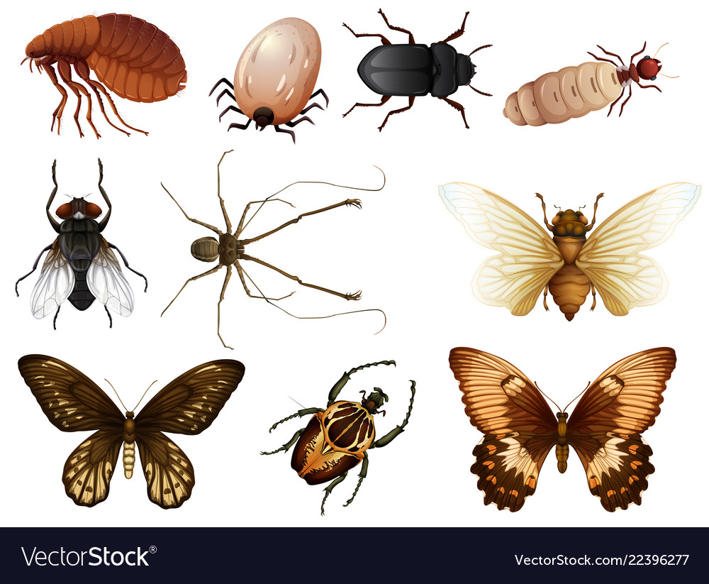 Set bug and insect Royalty Free Vector Image - VectorStock