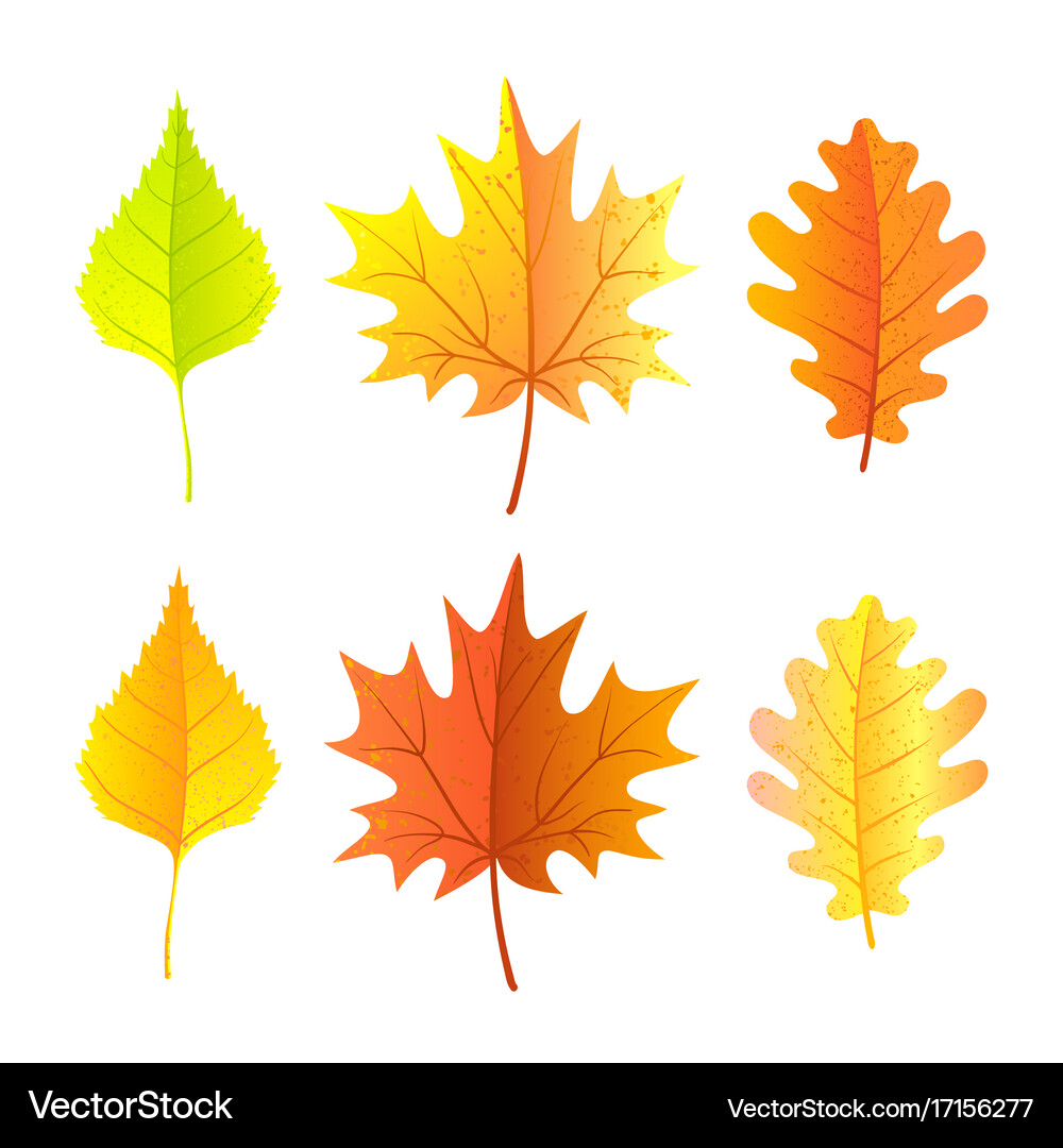Set colorful autumn leaves Royalty Free Vector Image