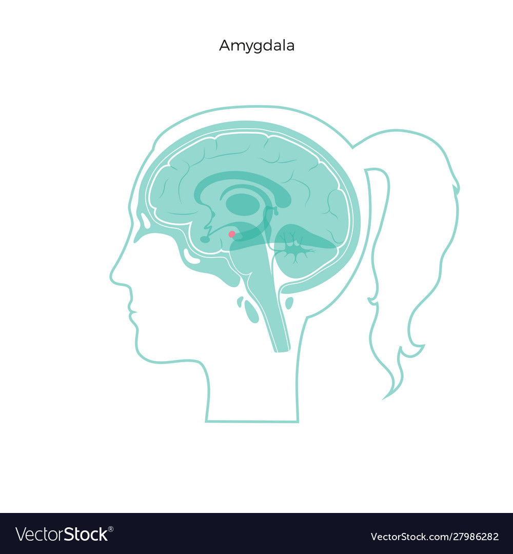 Amygdala