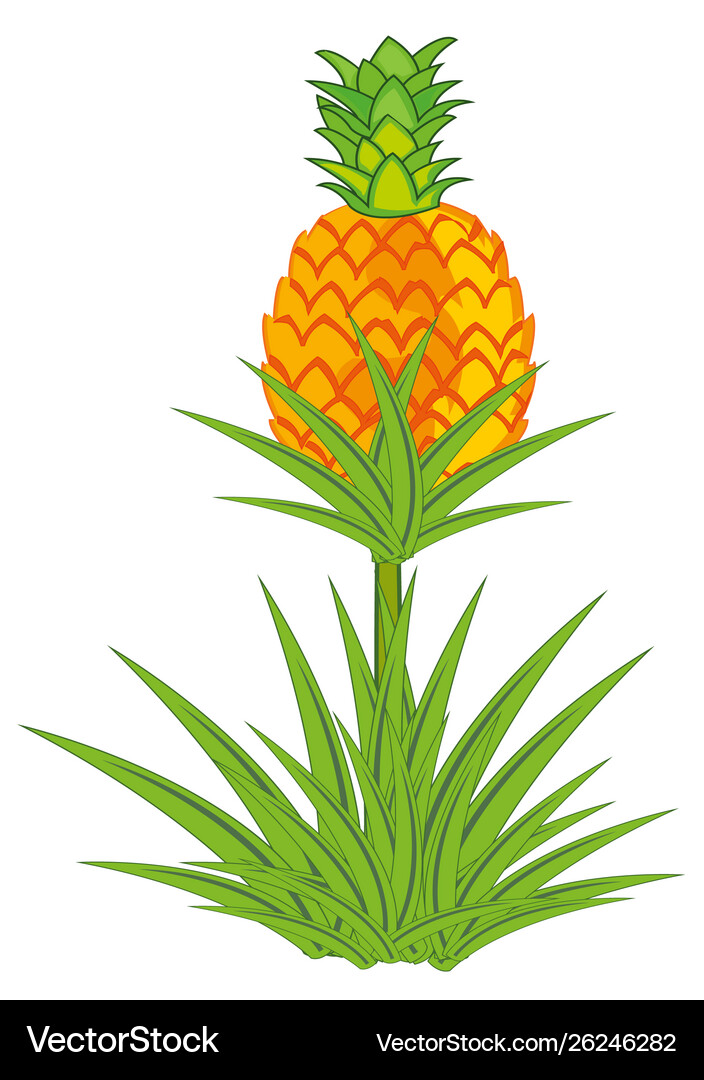 Pineapple plant with roots isolated on white Vector Image