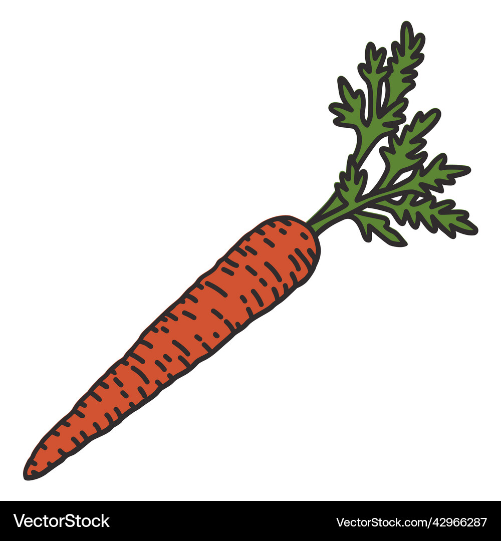 Carrot detailed color stroke Royalty Free Vector Image