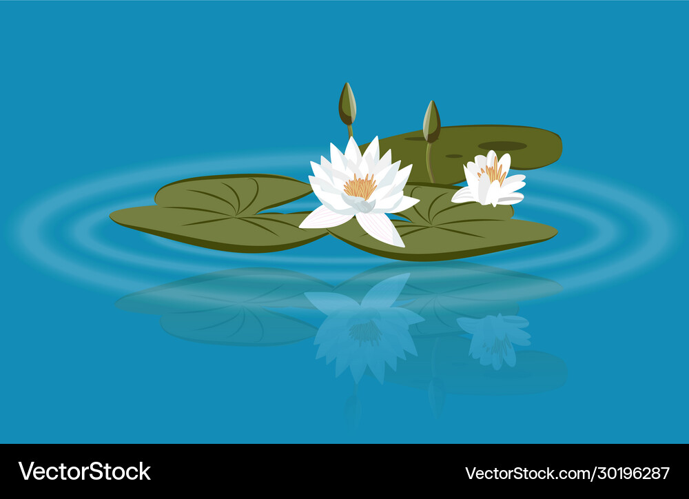Water lily on lake with leavs Royalty Free Vector Image