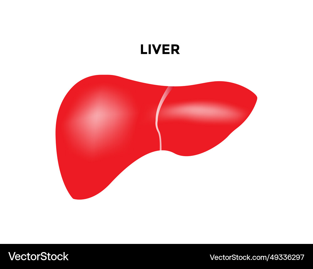 Human liver organ with gallbladder flat ico Vector Image