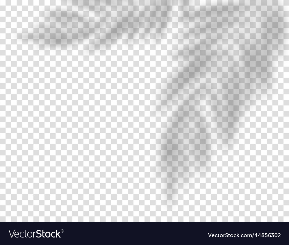Palm leaf shadow overlay effect Royalty Free Vector Image Palm leaf shadow overlay effect Royalty Free Vector Image