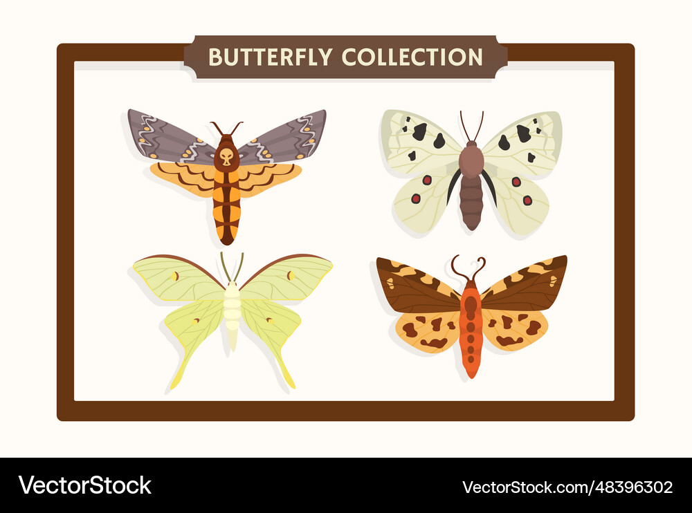 Set of butterflies concept Royalty Free Vector Image