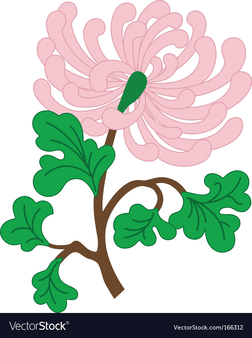 Chrysanthemum Royalty Free Vector Image - VectorStock