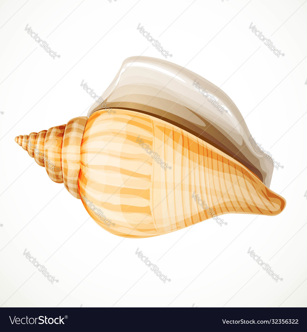 Realistic Seashell Isolated On White Background Vector Image