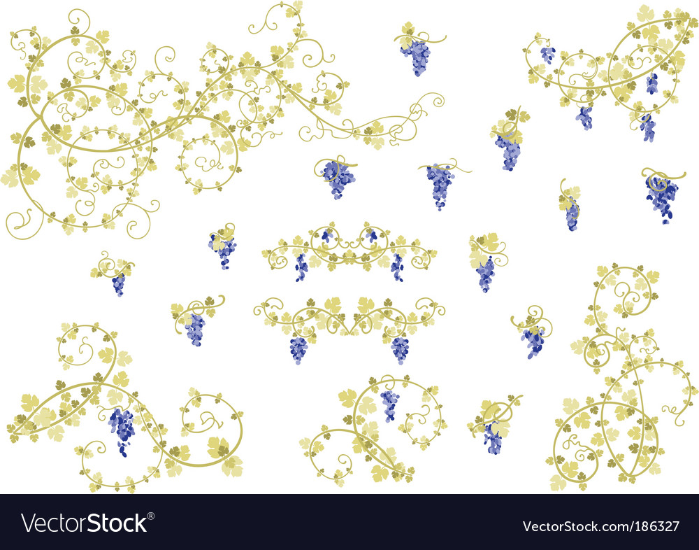 Grapevine Royalty Free Vector Image - VectorStock
